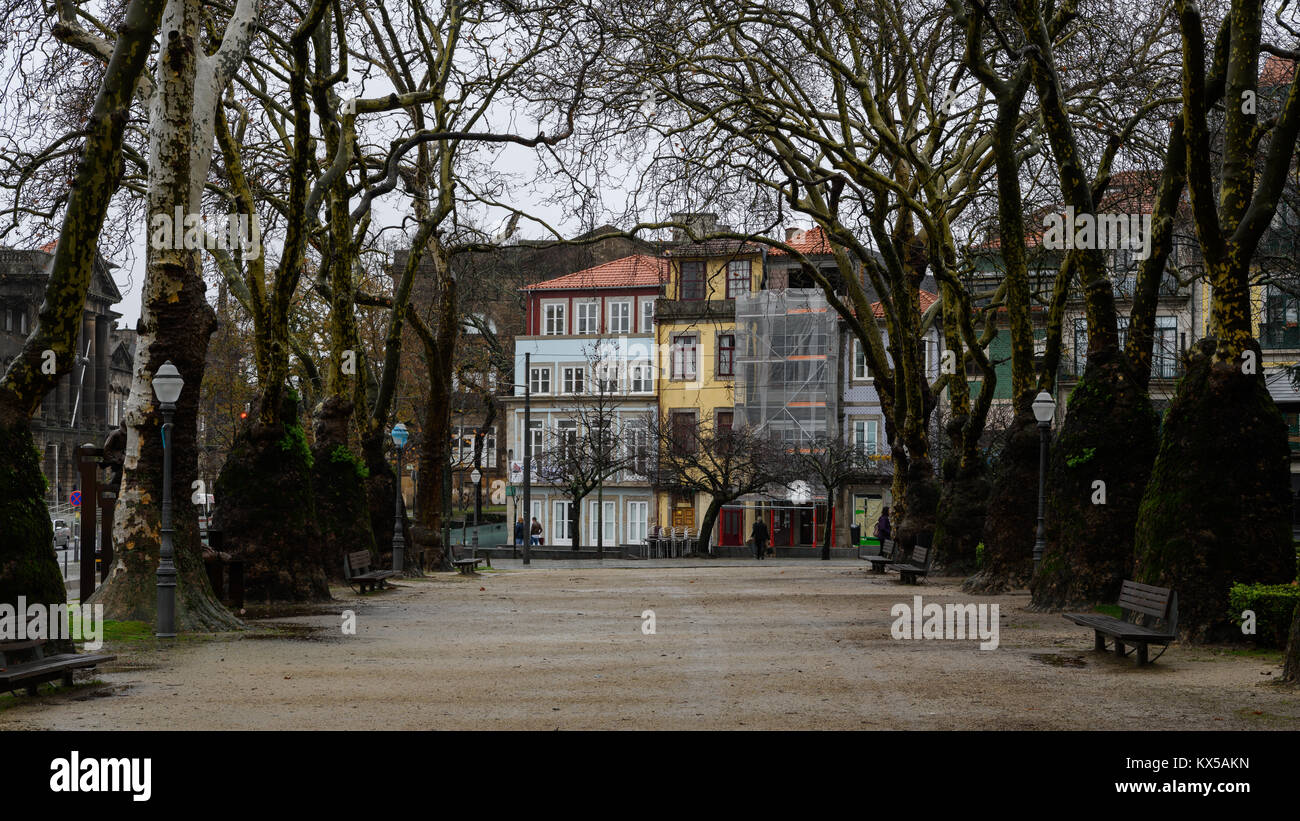 Row of old trees in Porto, Portugal Stock Photo - Alamy