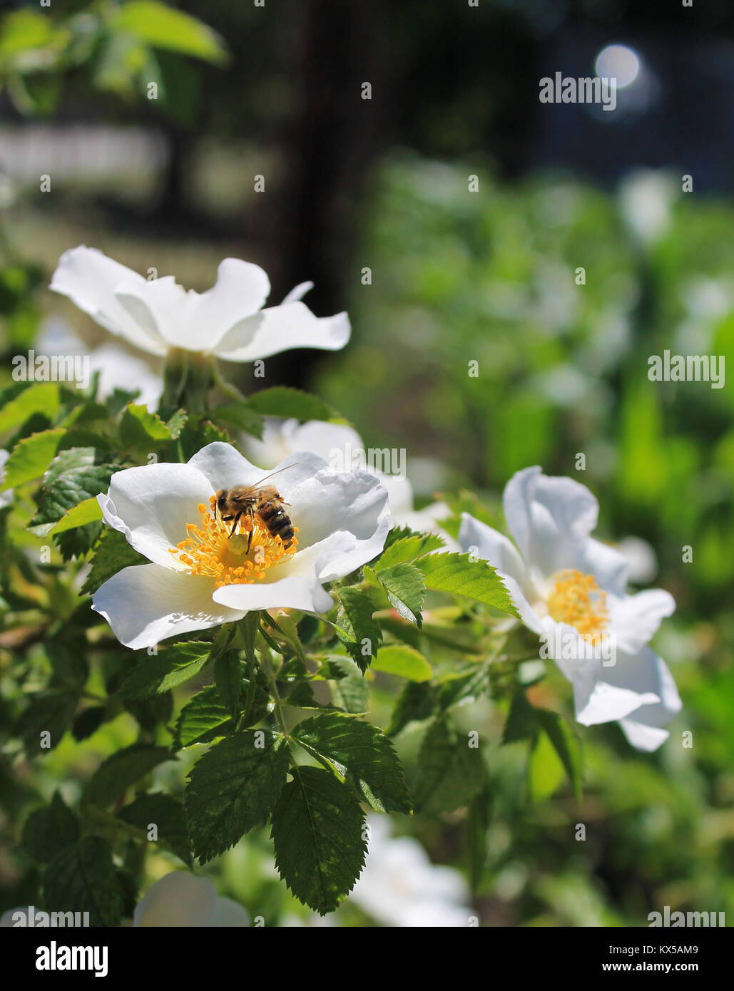 Wild rose bush hi-res stock photography and images - Alamy
