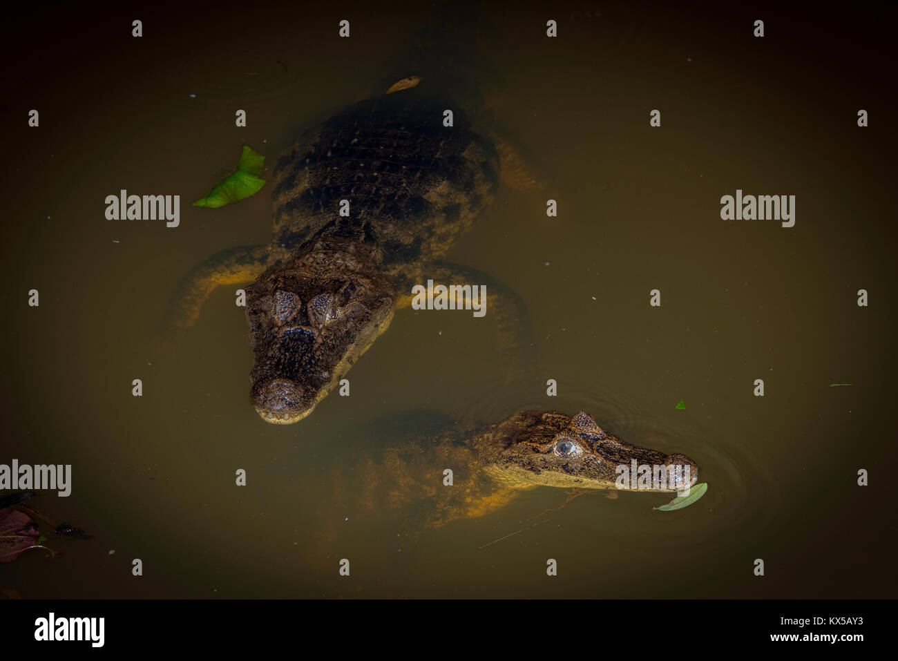 caiman (Caiman crocodilus), swimming in water, Costa Rica Stock Photo ...