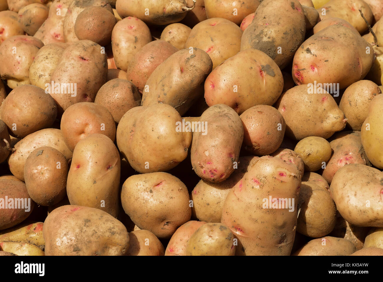 abstract background of different potato soiled ground Stock Photo - Alamy