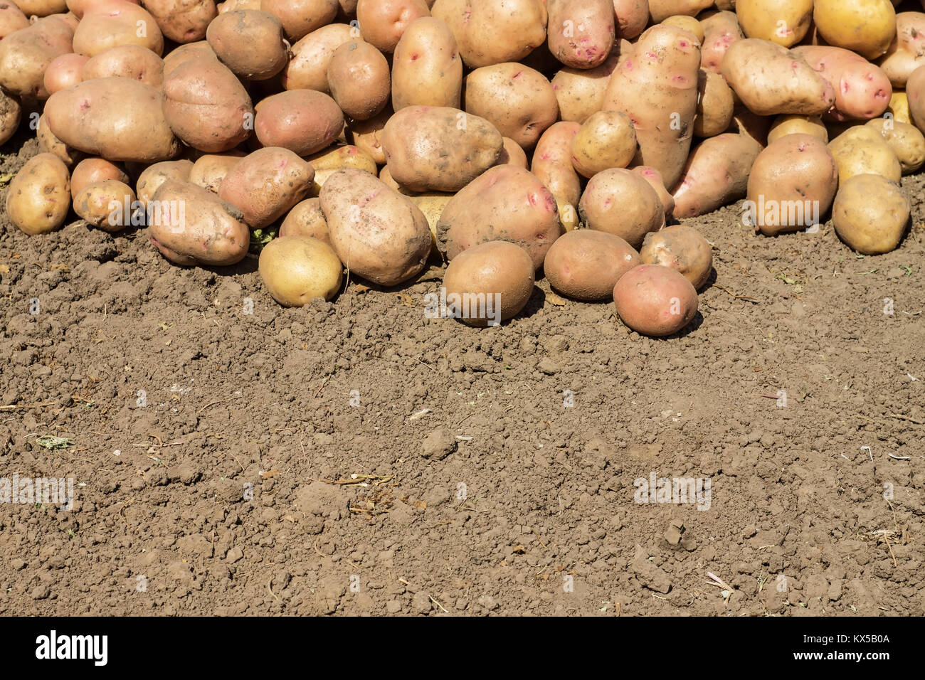 potatoes smeared with dirt lying on the ground Stock Photo - Alamy