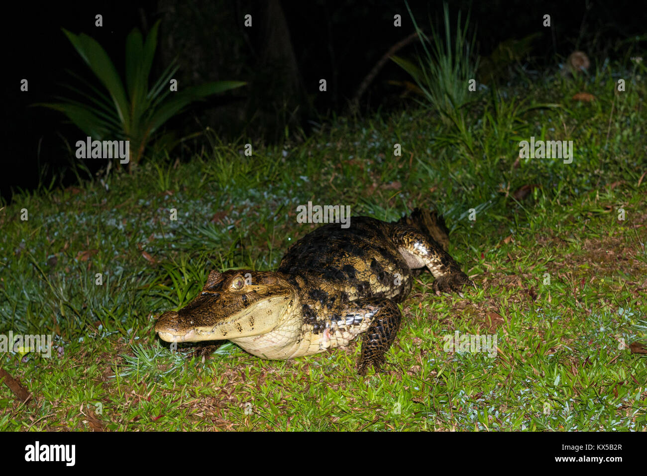 caiman (Caiman crocodilus), Costa Rica Stock Photo - Alamy