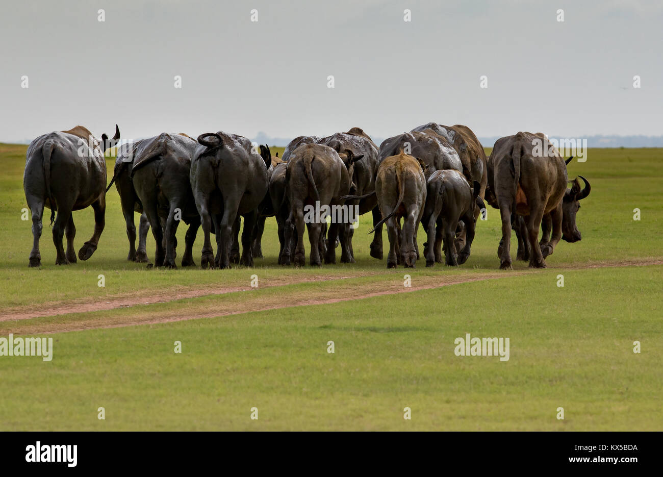 Flock Water Buffalo High Resolution Stock Photography and Images - Alamy