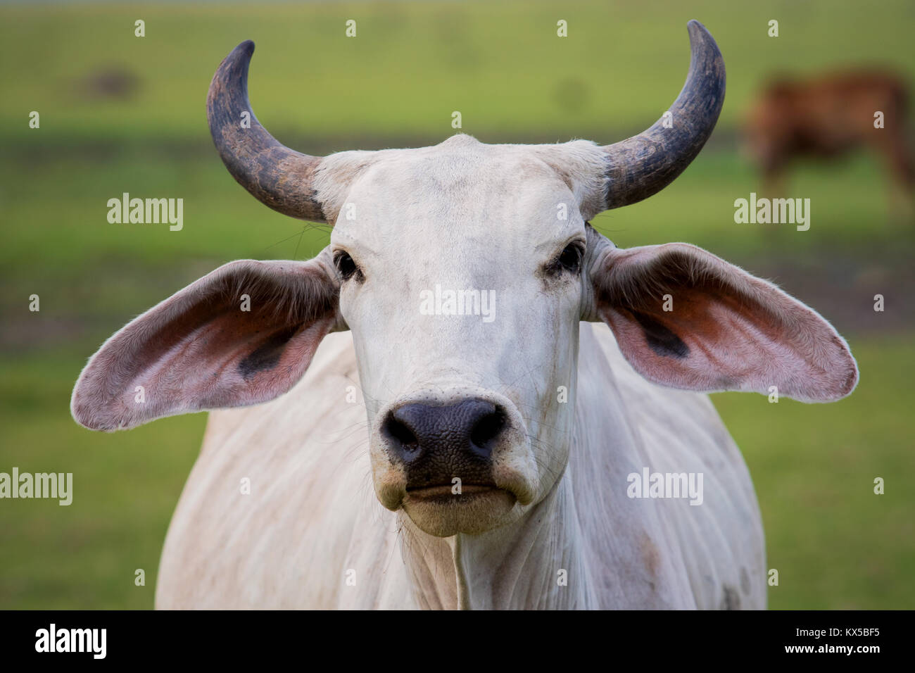 close up face horn male cow in rural livestock farm field Stock Photo ...