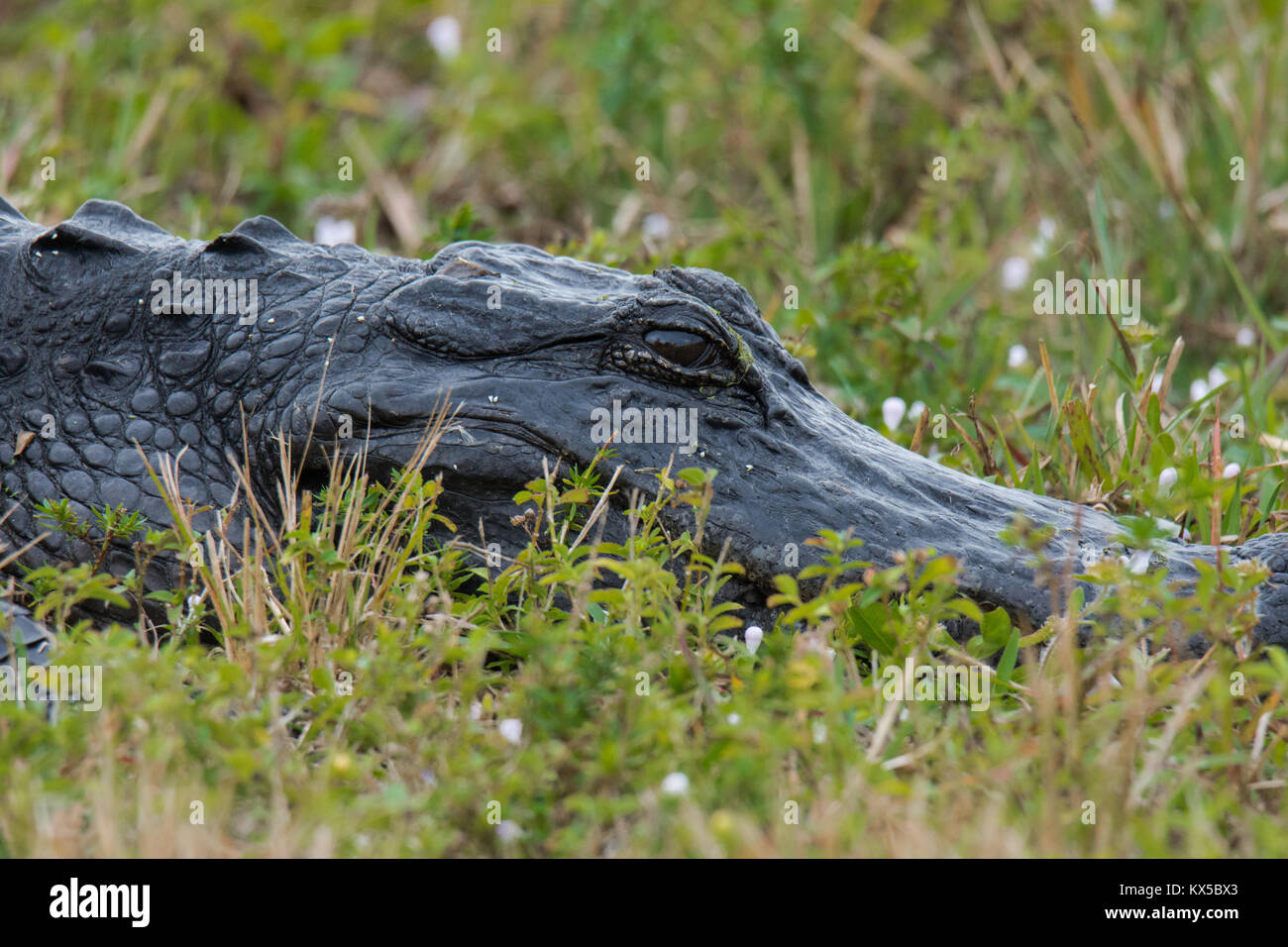 Gator habitat hi-res stock photography and images - Alamy