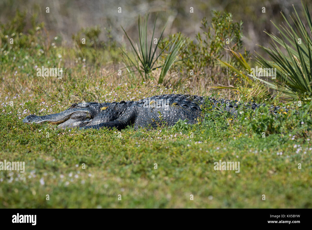 Gator habitat hi-res stock photography and images - Alamy