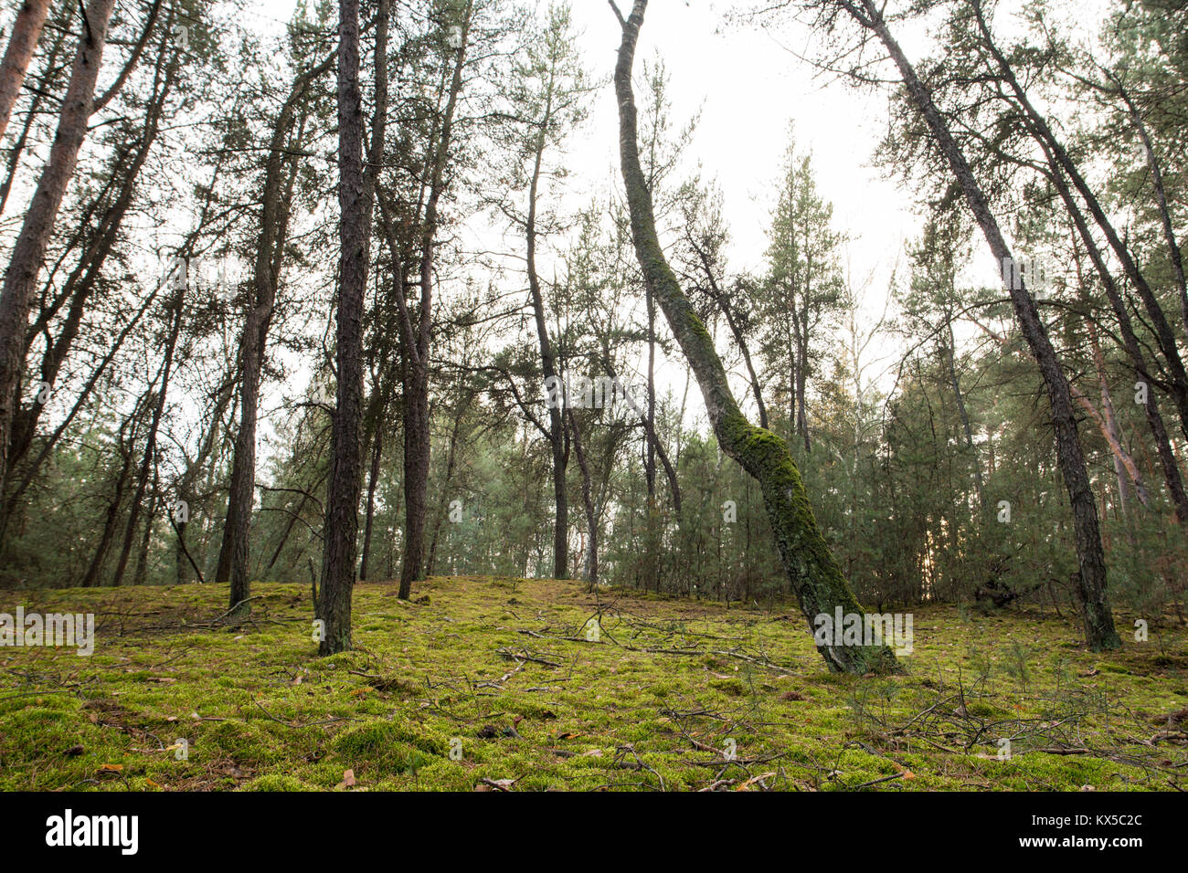 green moss on the ground in a forest with pine trees during autumn ...