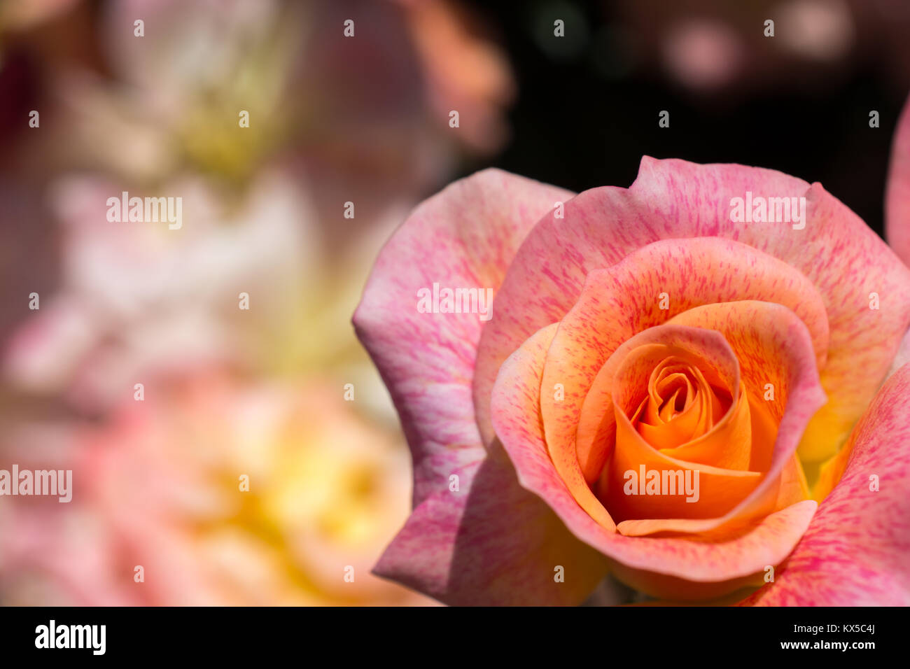 Beautiful fresh roses in close up view Stock Photo - Alamy