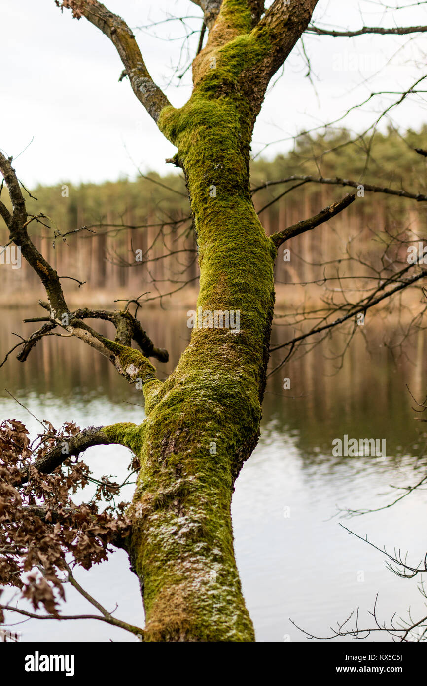 Moss on tree trunks. Forest and trees covered with moss. Forest in the ...