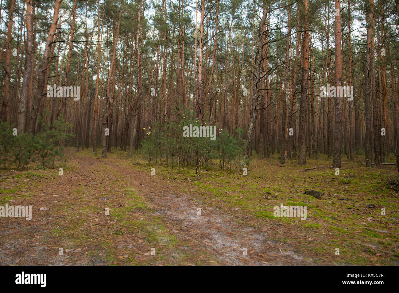 Ground path inside forest hi-res stock photography and images - Alamy