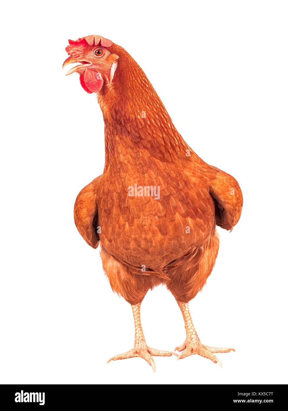 full body of brown chicken ,livestock isolated white background Stock ...