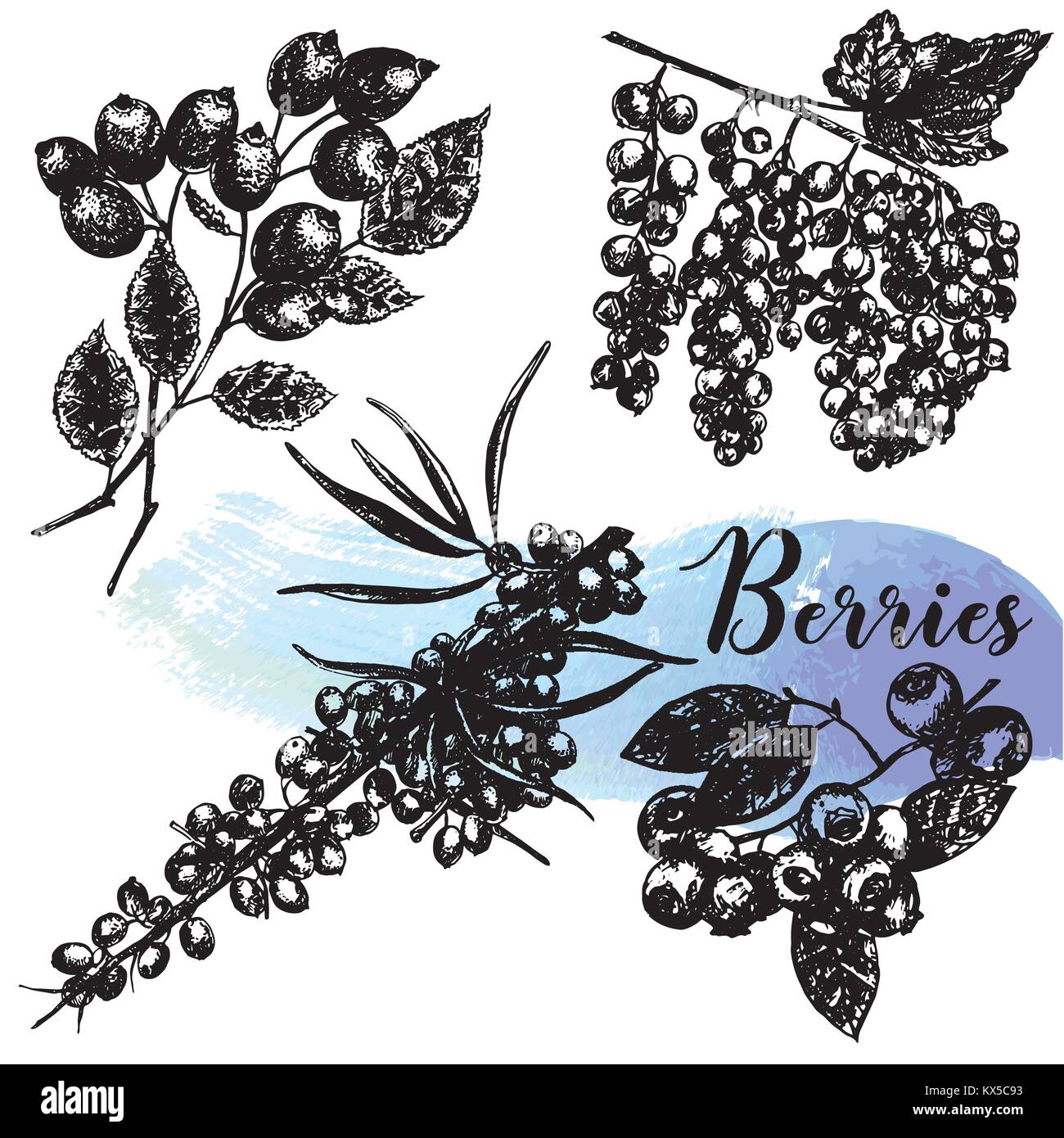 Hand drawn sketch style set of different kinds of berries. Vector ...