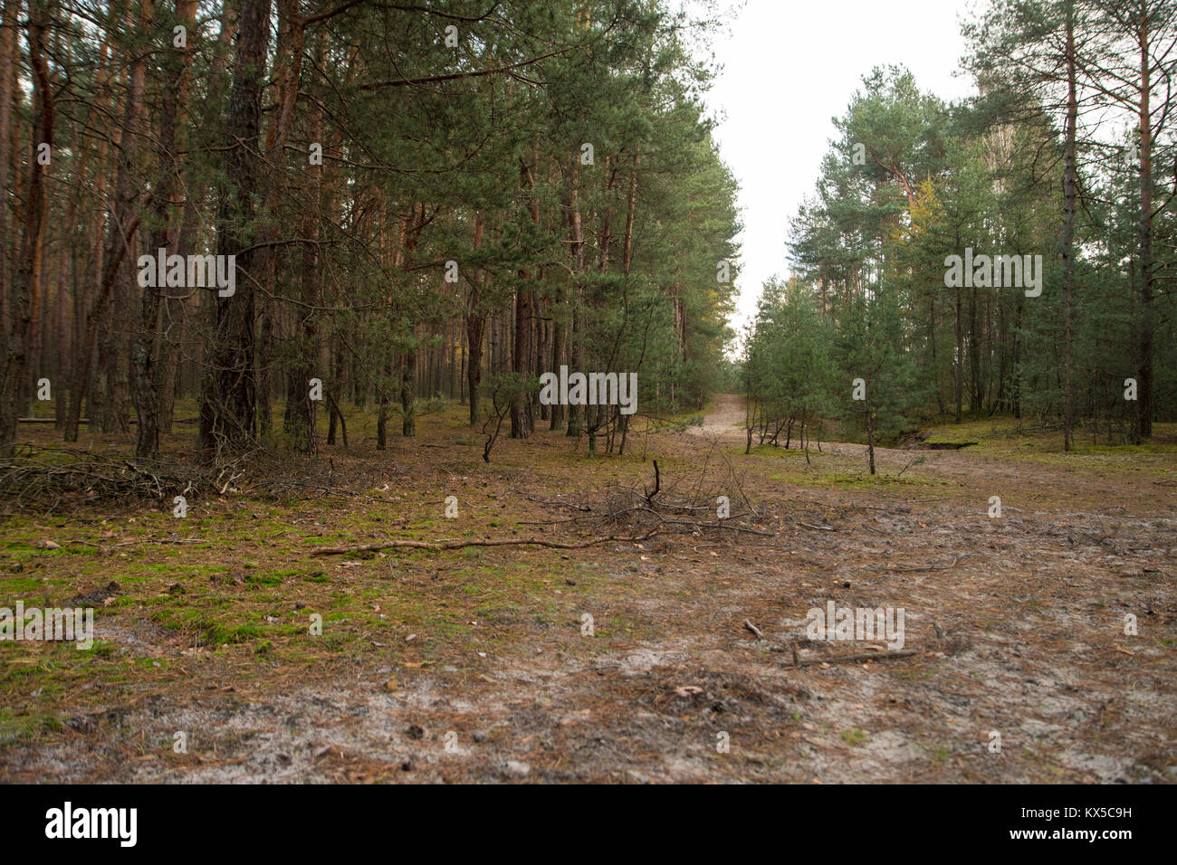 ground path inside of a forest full of pine trees Stock Photo - Alamy