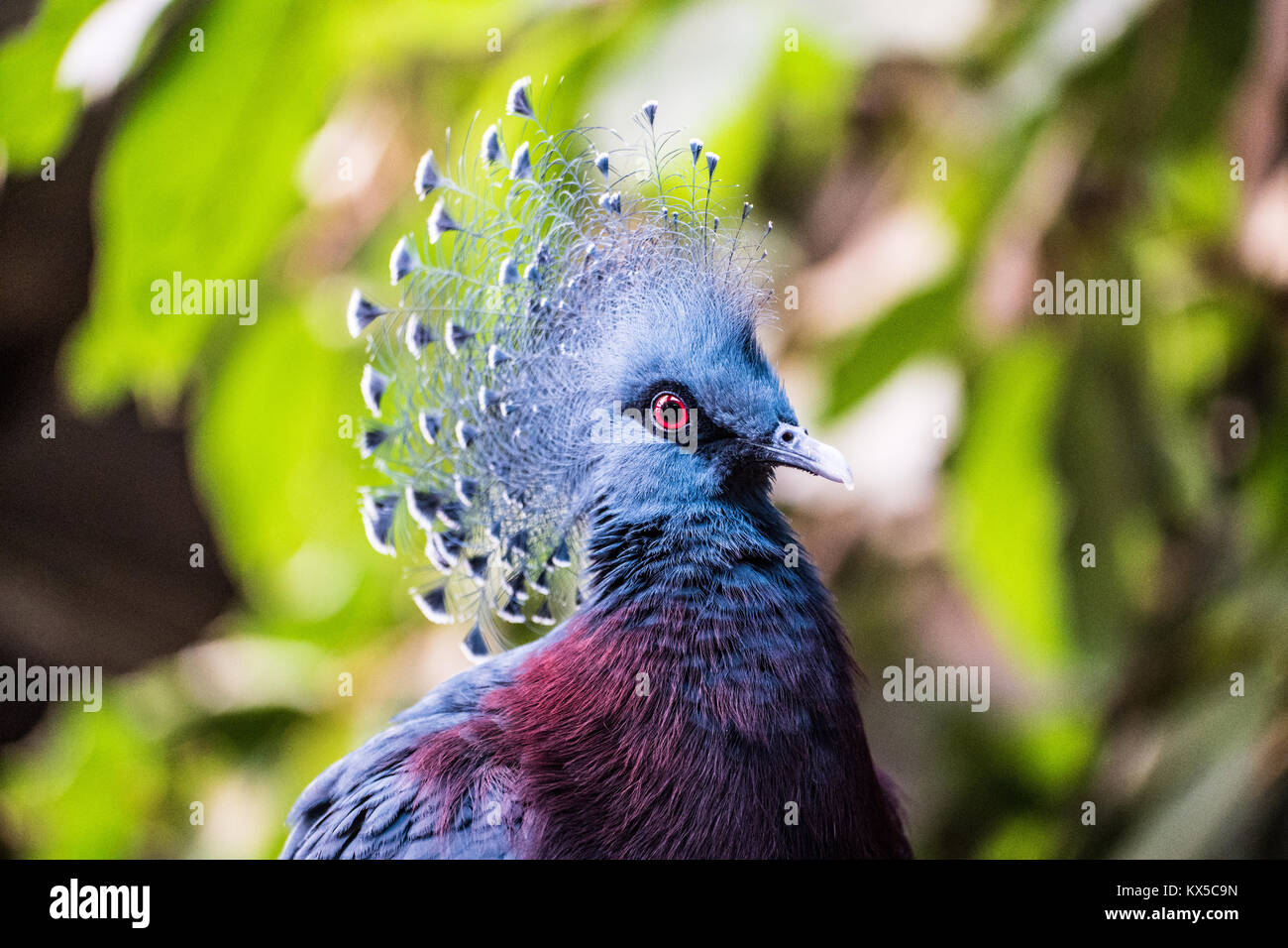 Victoria Crowned Pigeon,portrait Stock Photo - Alamy