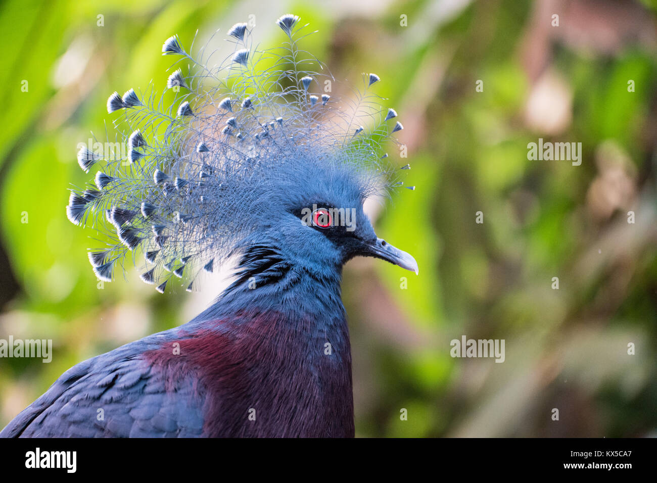 Victoria Crowned Pigeon,portrait Stock Photo - Alamy