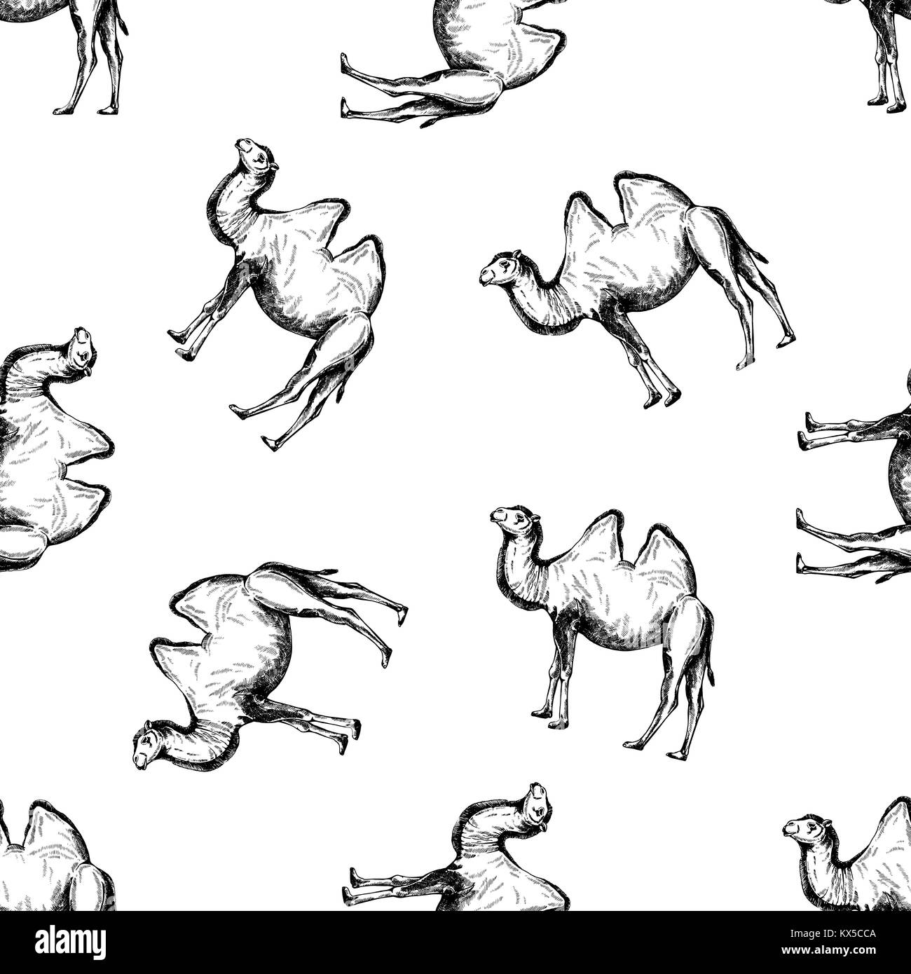 Seamless pattern of hand drawn sketch style camel. Vector illustration ...