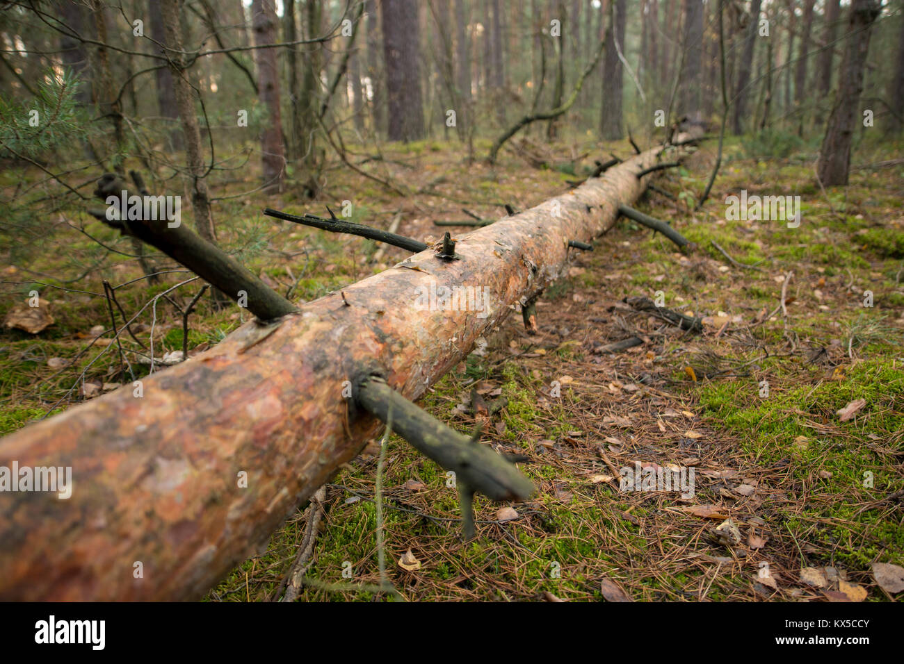 pine tree lying on the ground inside of a forest Stock Photo - Alamy