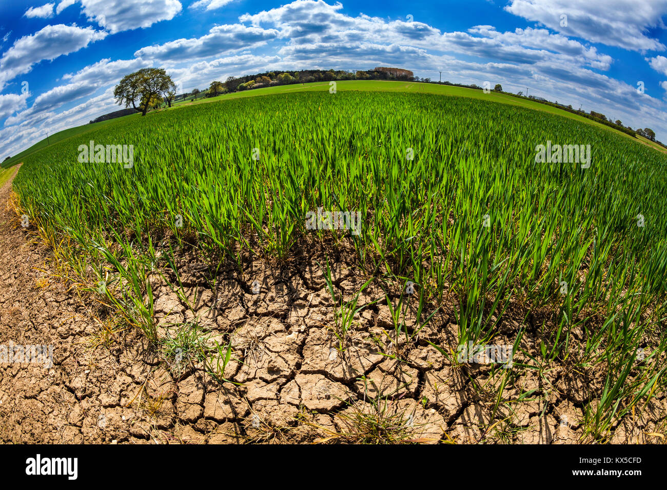 Cracking soil wheat hi-res stock photography and images - Alamy