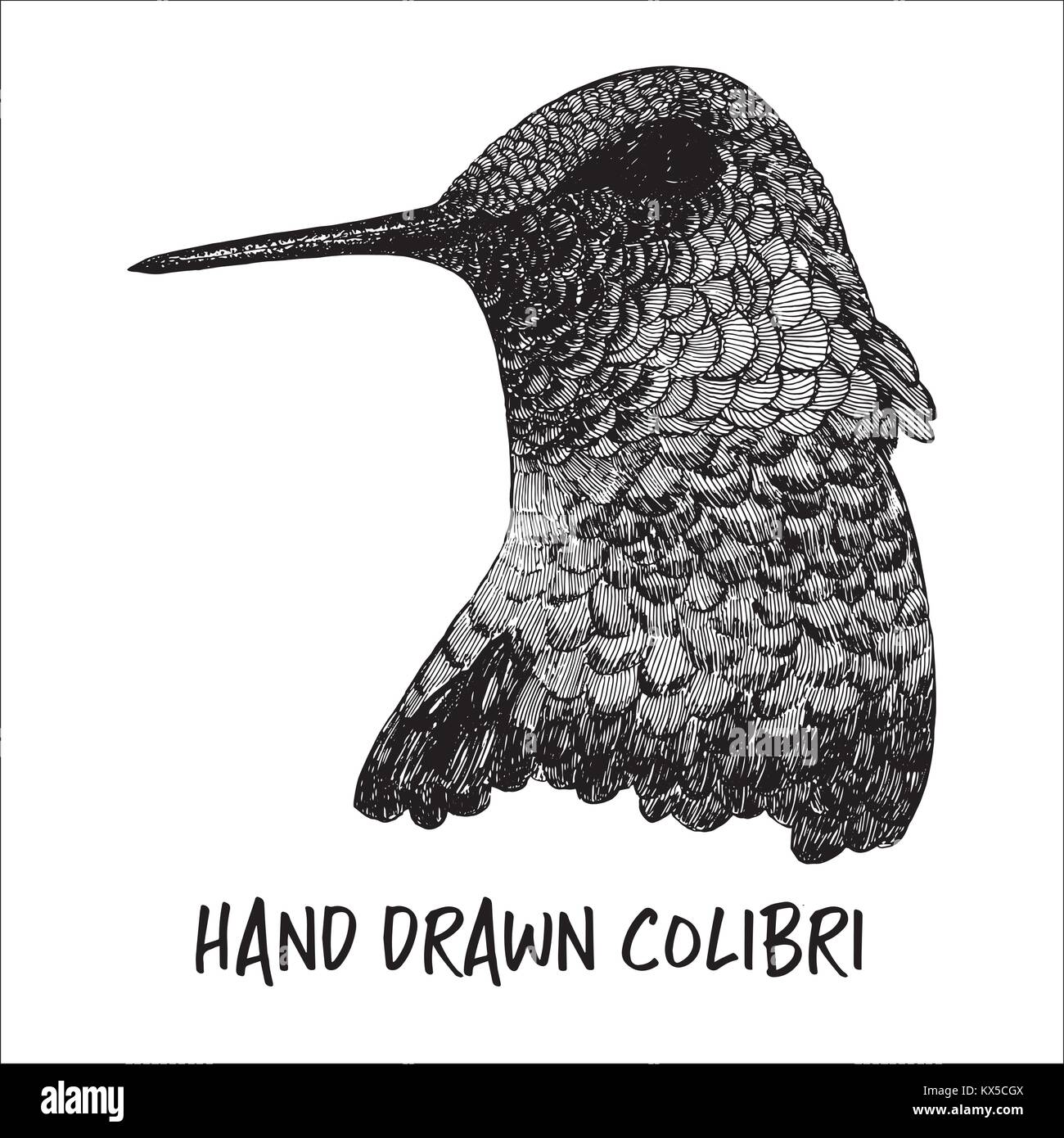 Hand drawn sketch of hummingbird. Vector illustration isolated on white ...