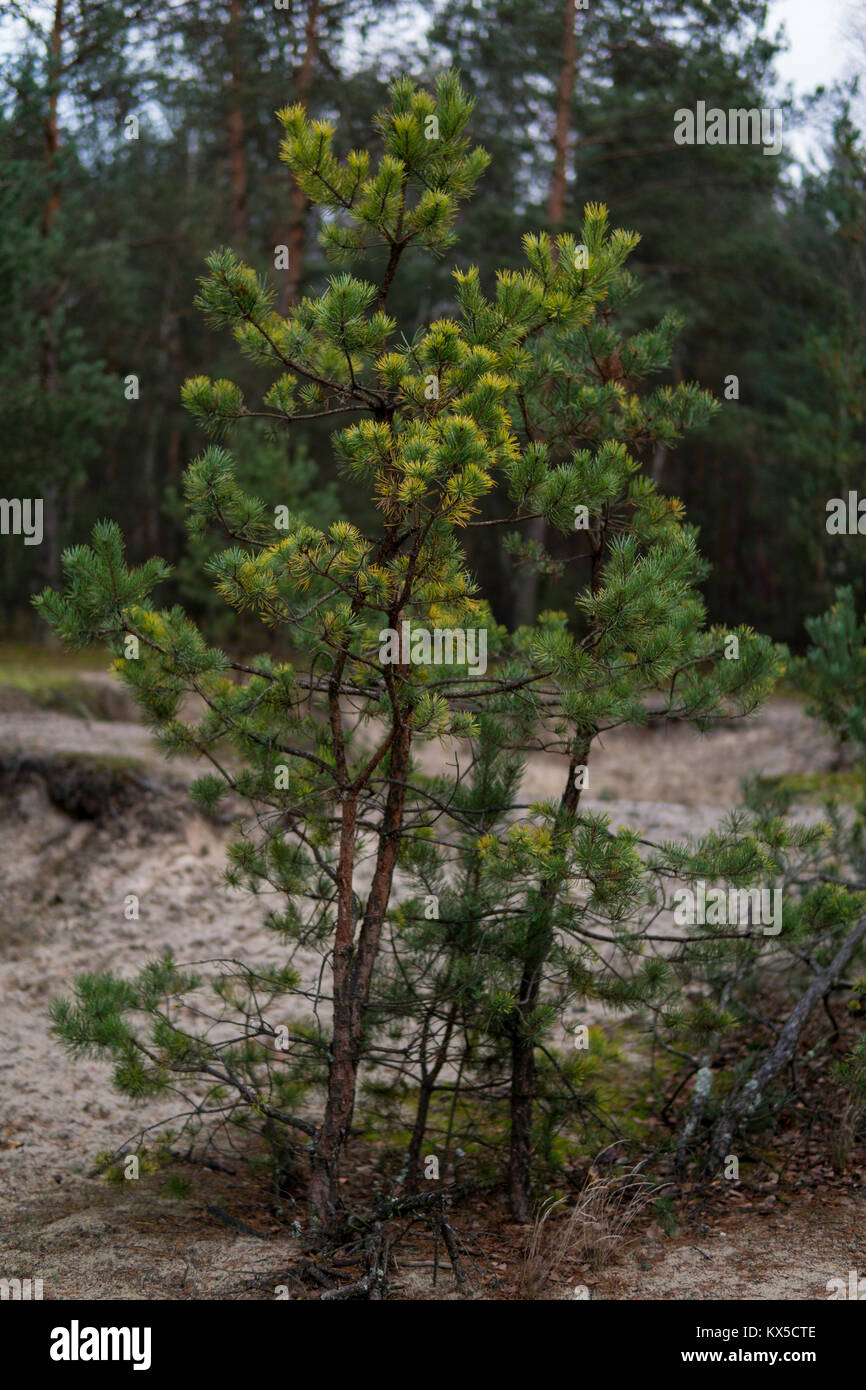 group of small pine trees growing on a sandy ground inside of a forest ...