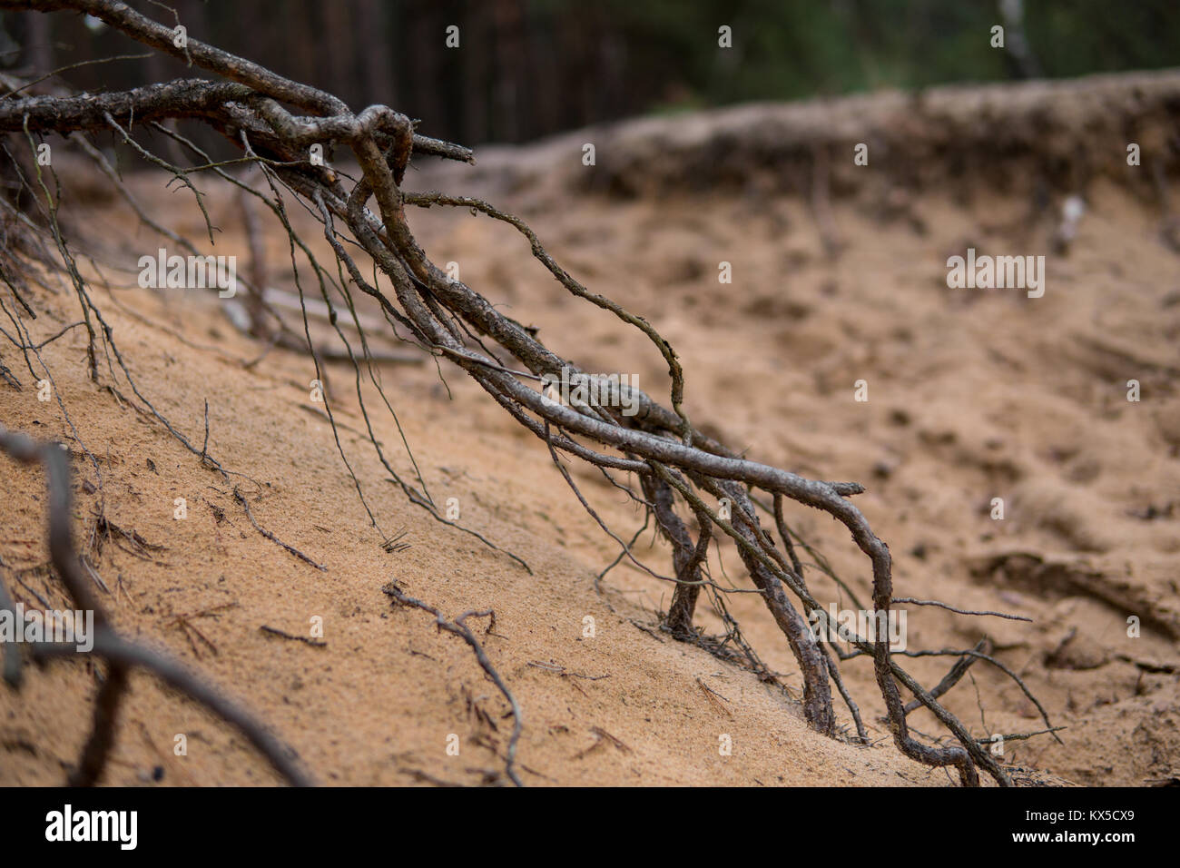 close up of small pine tree roots in a sandy ground Stock Photo - Alamy