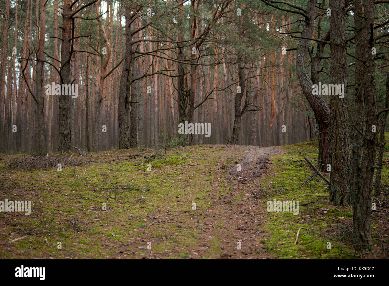 ground path inside of a forest full of pine trees Stock Photo - Alamy