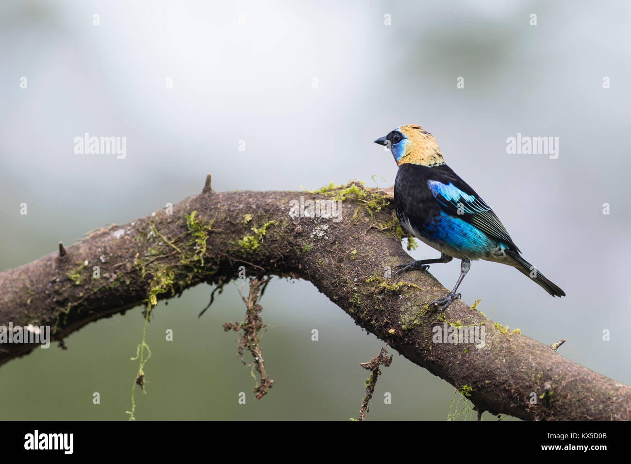 golden-hooded tanager (Tangara larvata), sitting on a branch, Boca ...