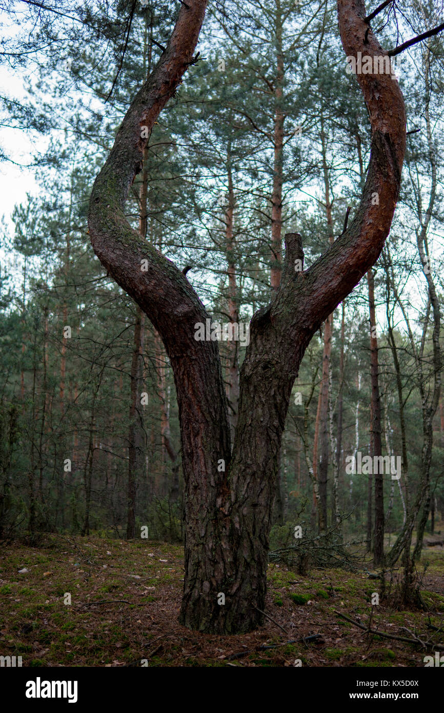 pine tree growing in a strange and twisted shape Stock Photo - Alamy