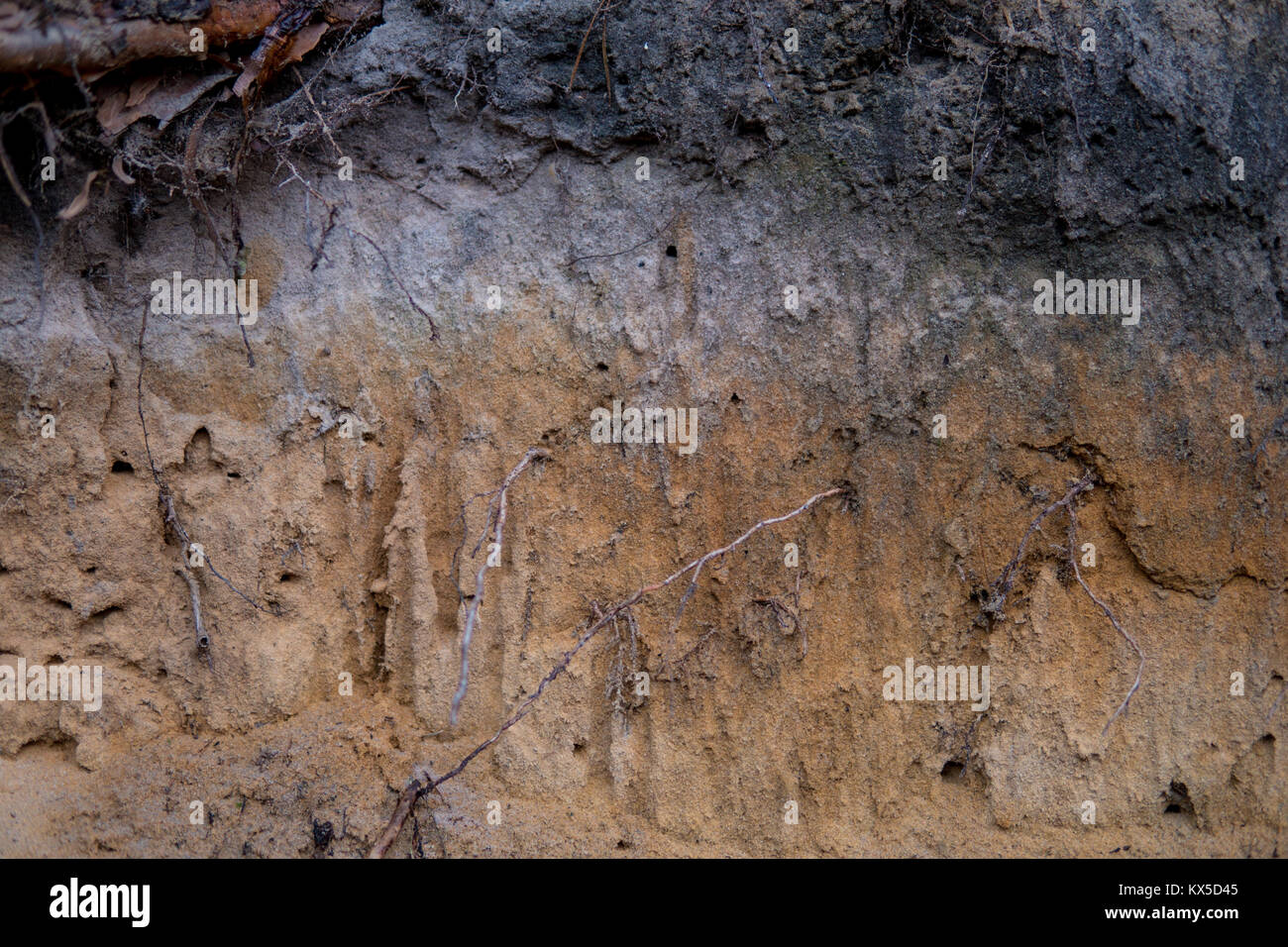 Topsoil Cross Section High Resolution Stock Photography and Images - Alamy