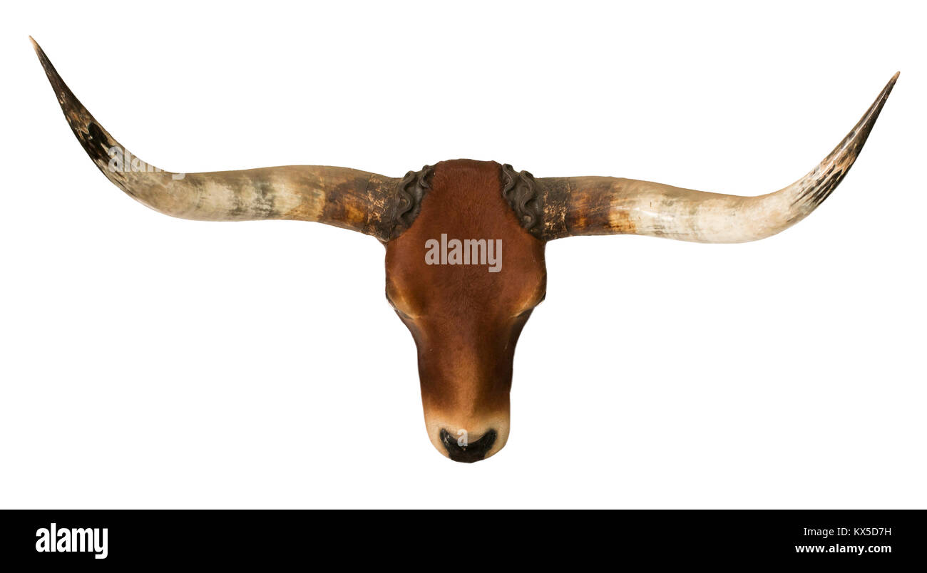 red bull head and horn isolated white background Stock Photo - Alamy