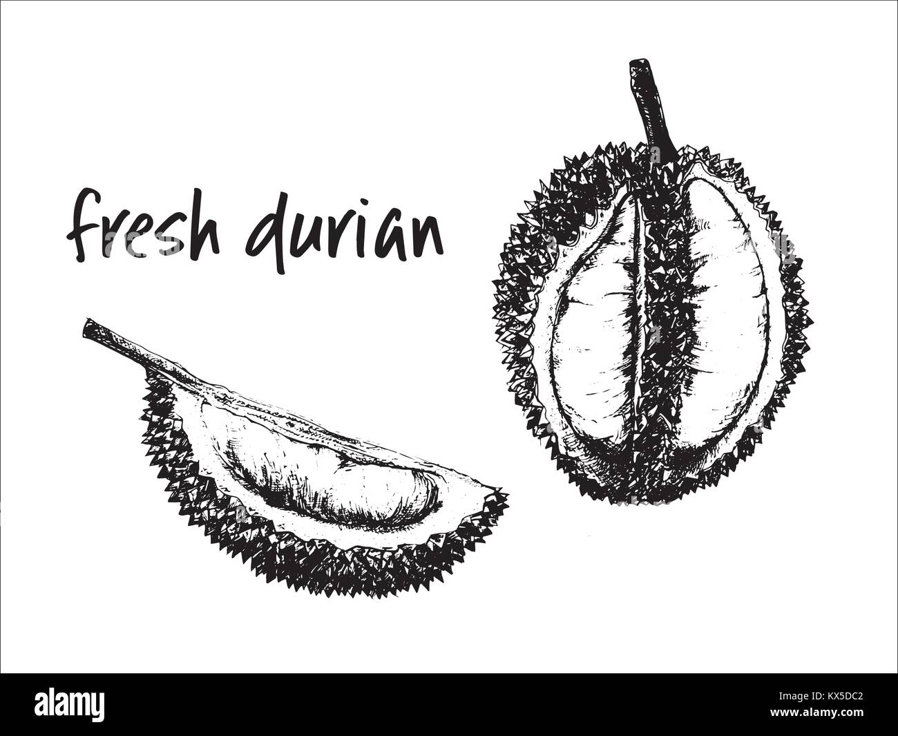 Hand drawn sketch set of durian fruits. Vector illustration isolated on ...