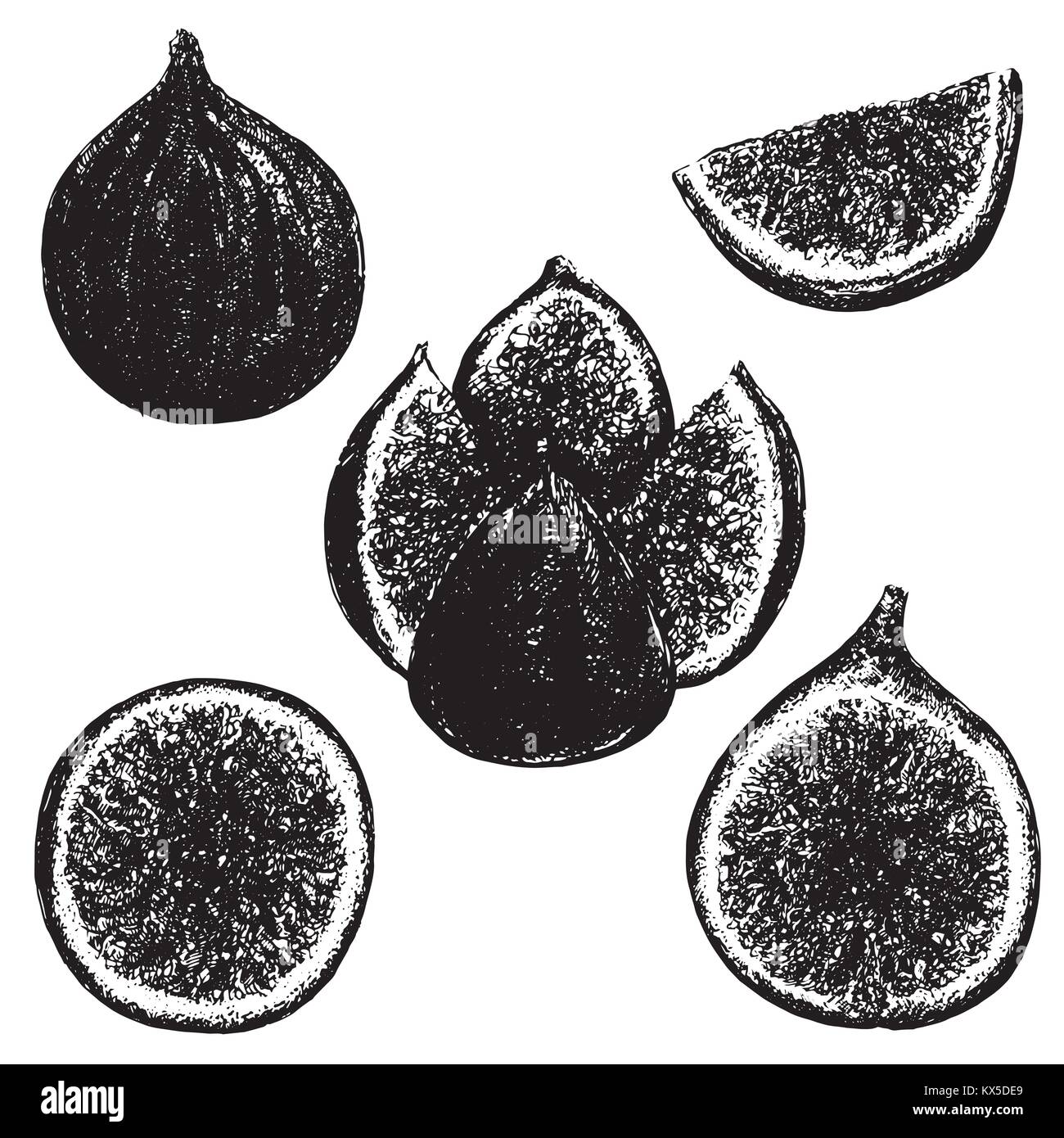 Hand drawn sketch set of figs. Whole and sliced. Vector illustration ...