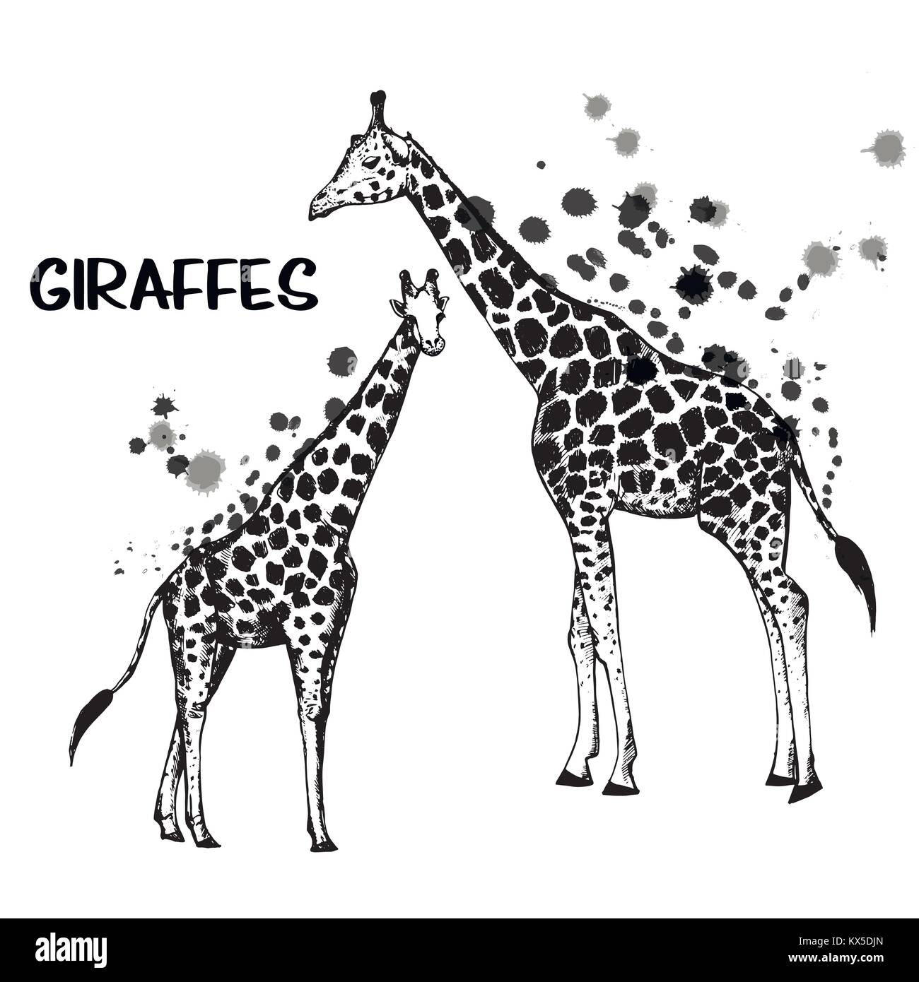 Hand drawn sketch set of giraffes. Vector illustration isolated on ...