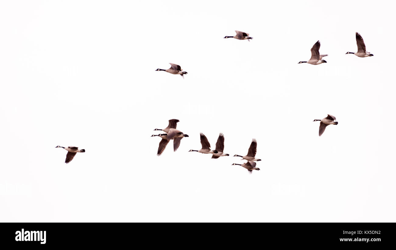 Group of birds in flight heading south for winter Stock Photo - Alamy
