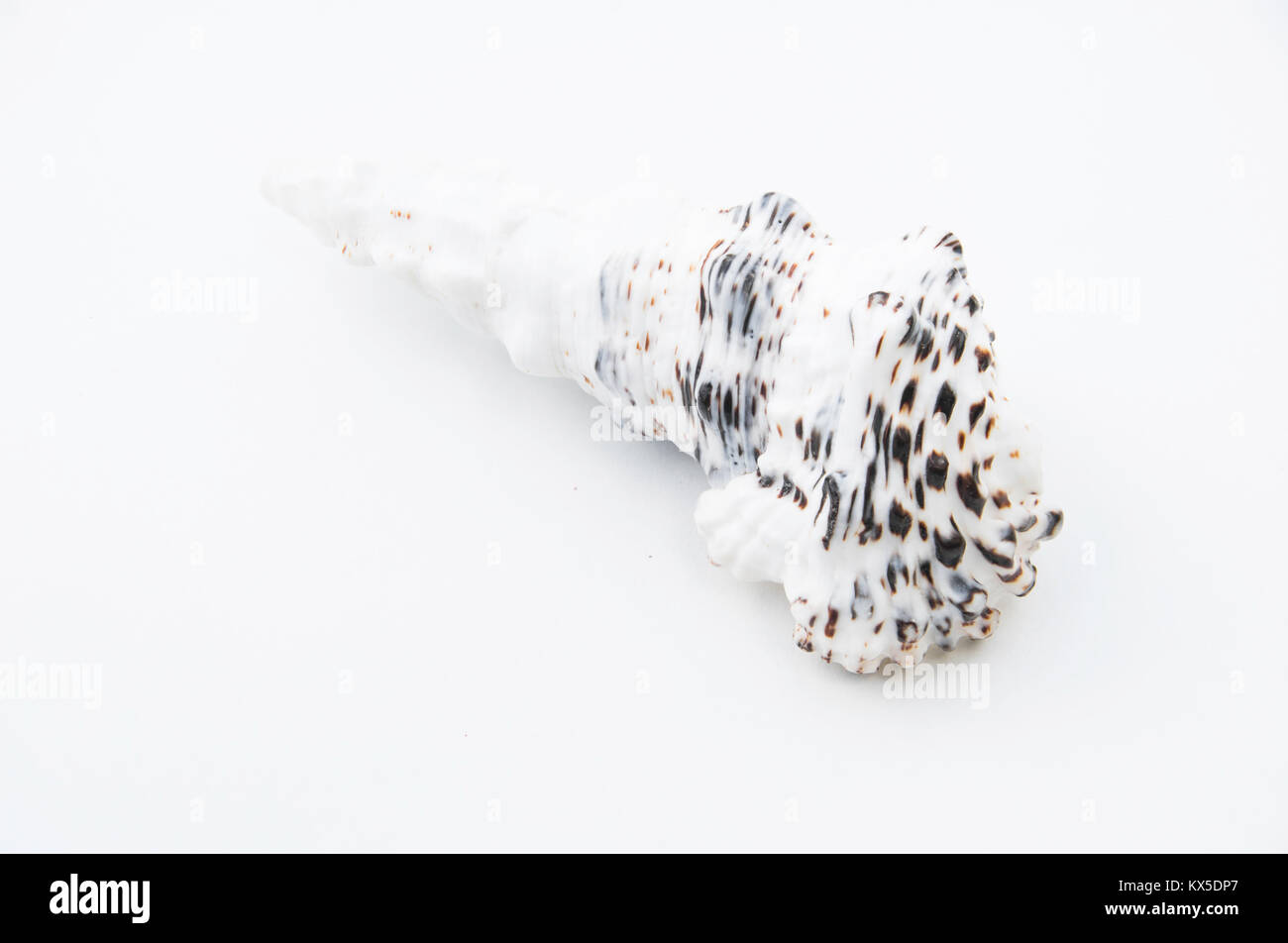 extreme close up of sea shell isolated over white background Stock ...
