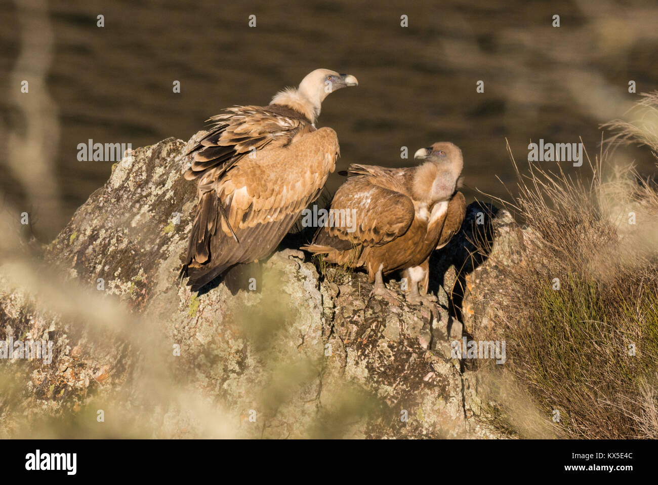 Playing mating hi-res stock photography and images - Alamy