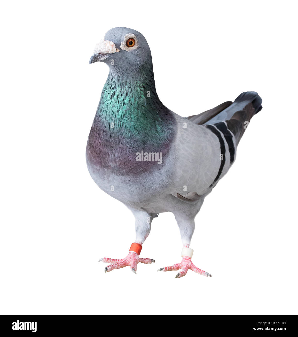 full body of speed racing pigeon bird isolated white background Stock ...