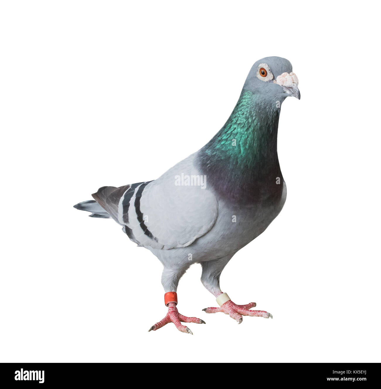 full body of speed racing homing pigeon isolated white background Stock ...