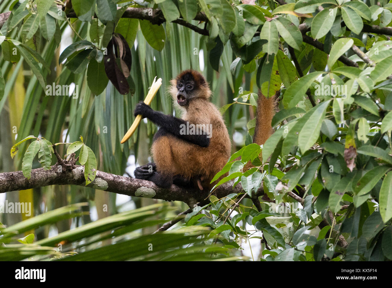 Geoffroy's spider monkey (Ateles geoffroyi), or black-handed spider ...