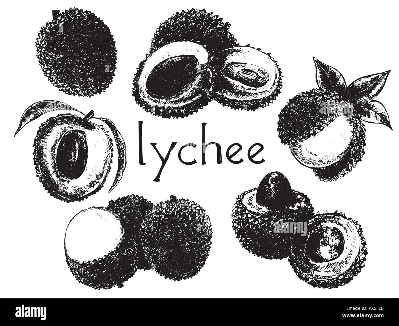 Hand drawn sketch set of lychee fruits. Whole fruit with leaf and ...