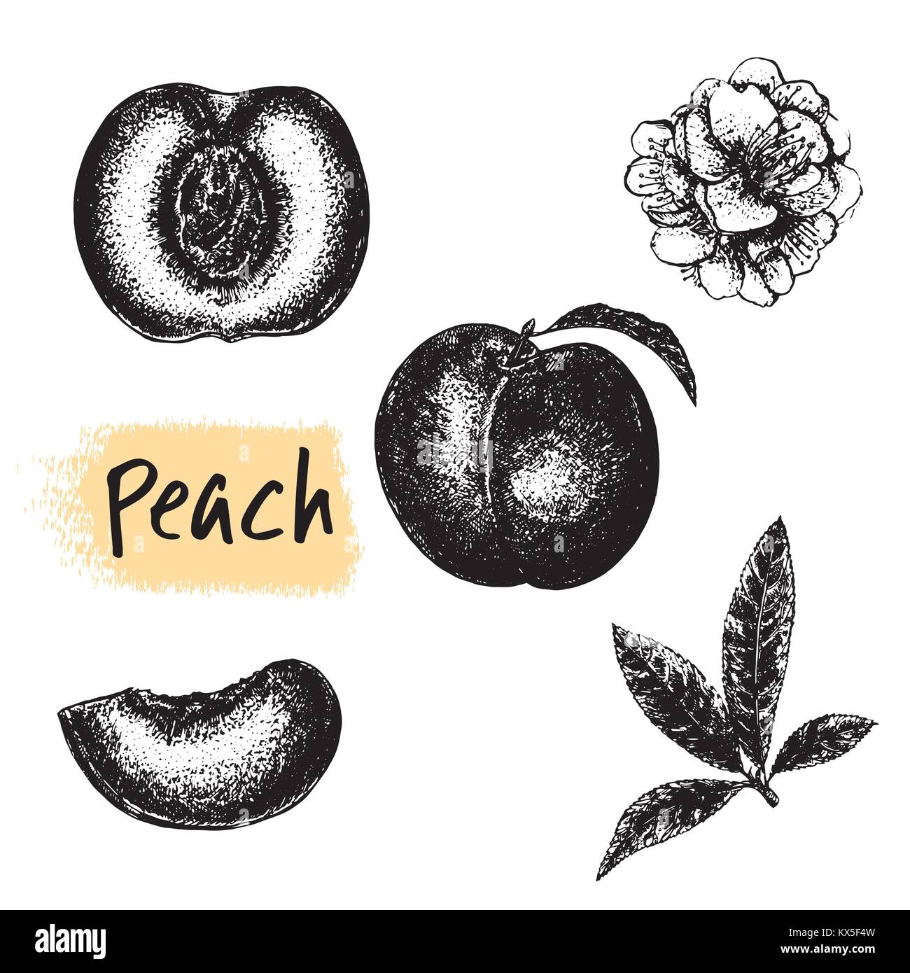 Hand drawn sketch set of peach fruits and flowers. Whole fruit with ...