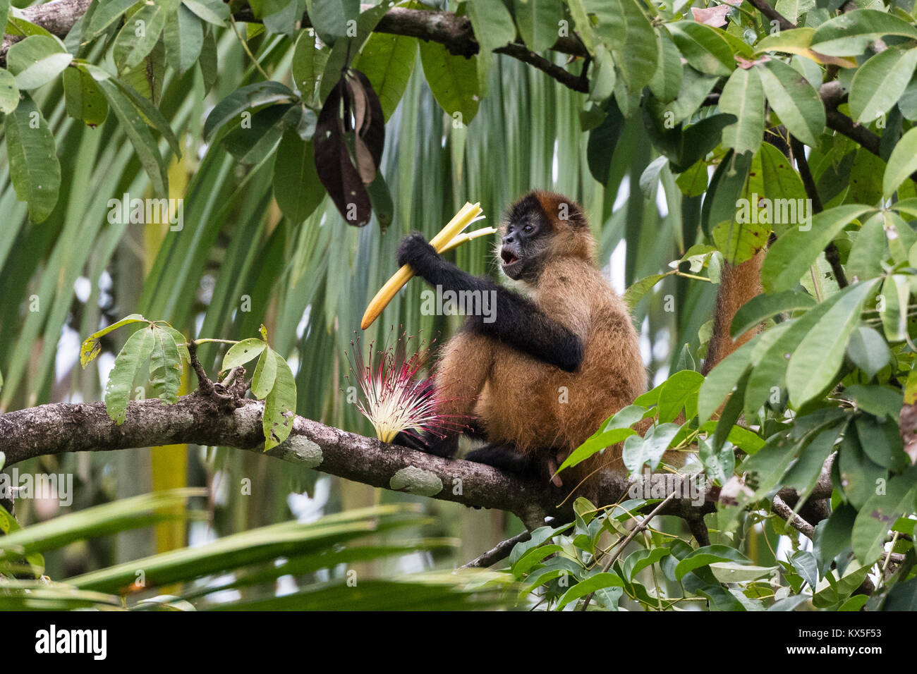Spider monkey tortuguero costa rica hi-res stock photography and images ...