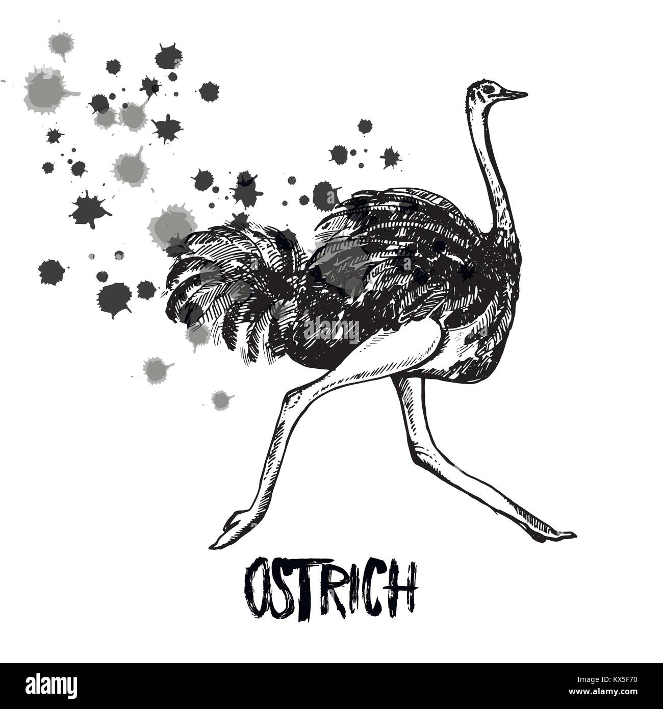 Hand drawn sketch of ostrich. Vector illustration isolated on white ...