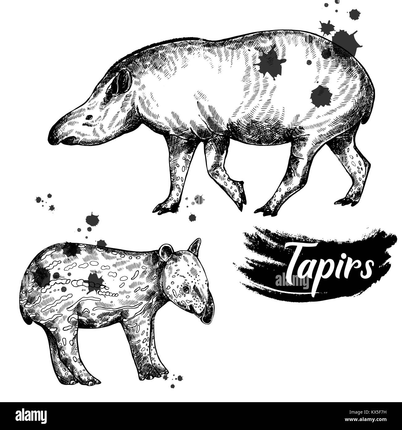 Hand drawn sketch style tapirs. Vector illustration isolated on white ...