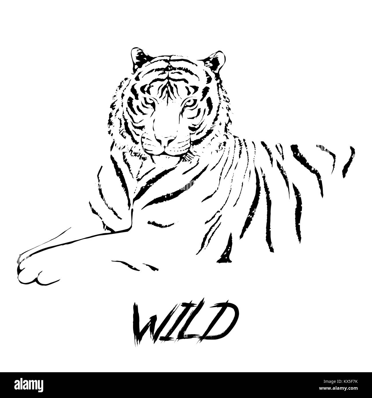 Hand drawn sketch style tiger. Vector illustration isolated on white ...