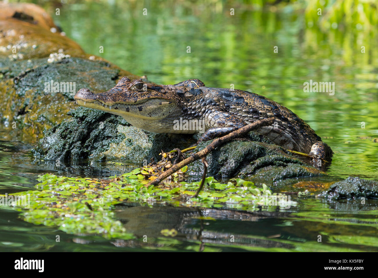 caiman (Caiman crocodilus), Costa Rica Stock Photo - Alamy