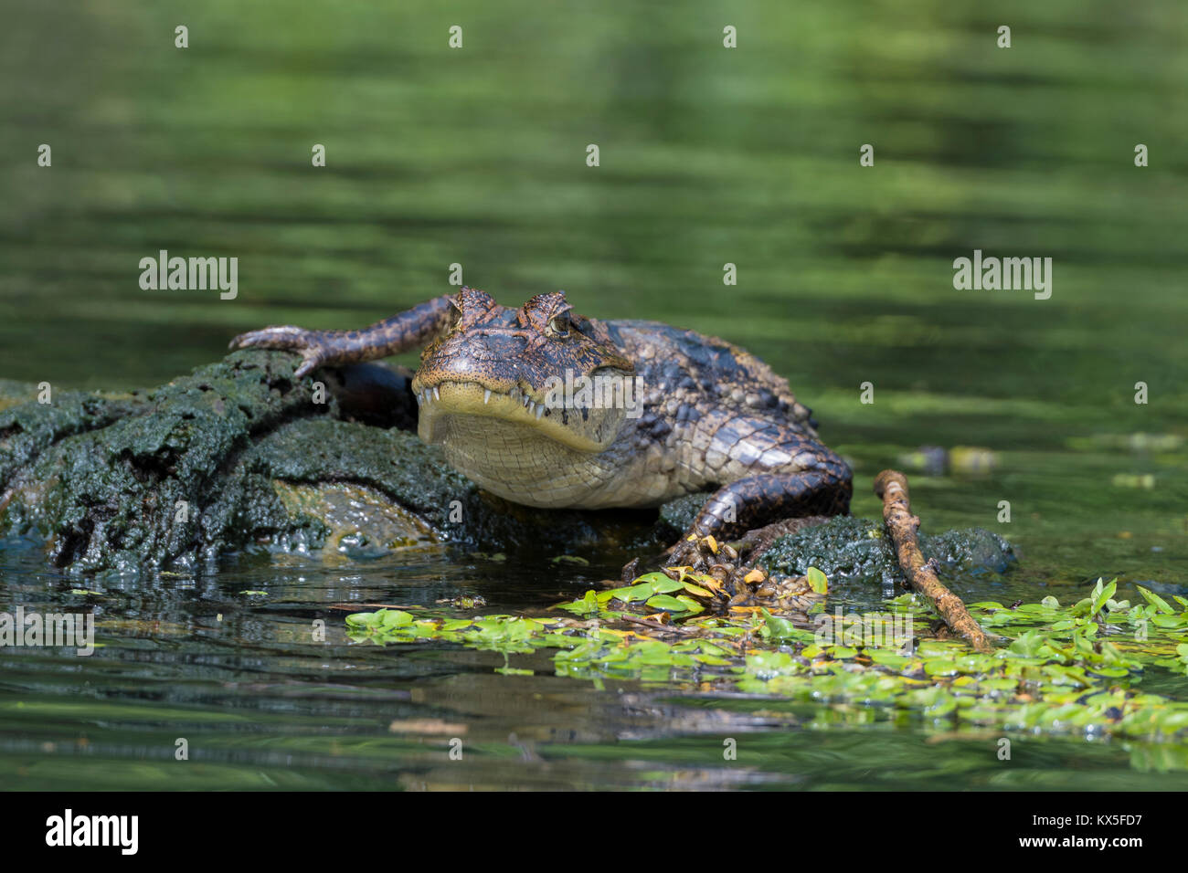 caiman (Caiman crocodilus), Costa Rica Stock Photo - Alamy