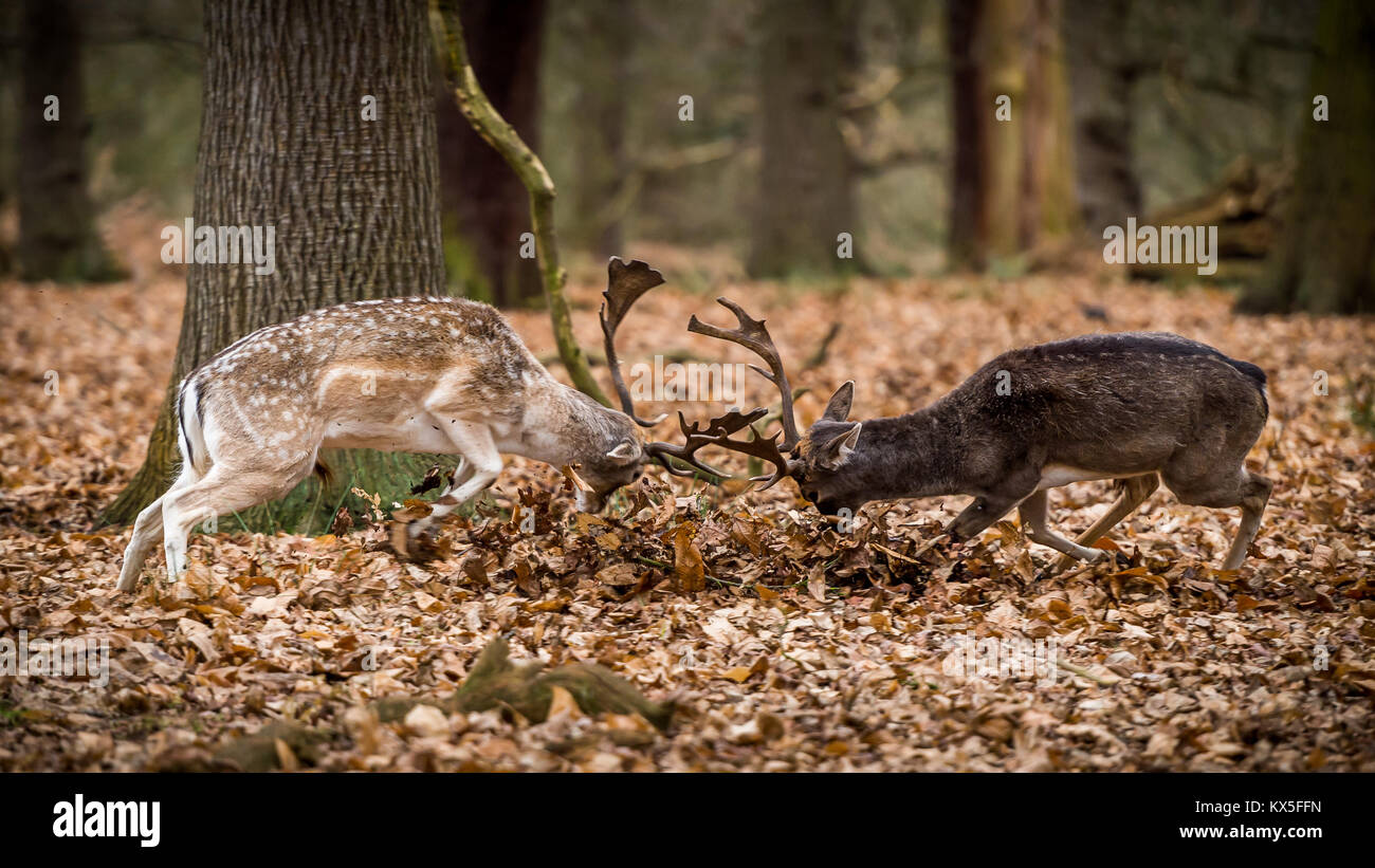 Fallow Deer stags fight during the Rutting Season Stock Photo - Alamy