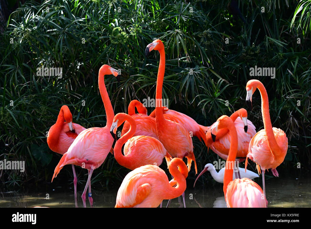 Florida flamingos hi-res stock photography and images - Alamy