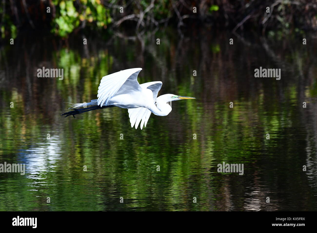 Heron flying over water hi-res stock photography and images - Alamy